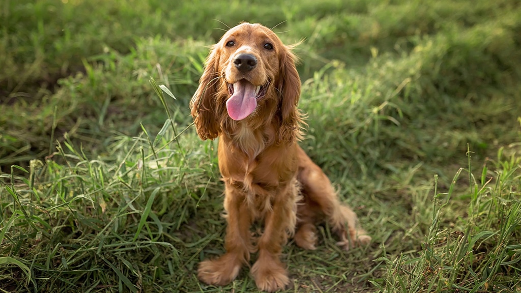 The stunning ROI of pet ownership in Australia | INTHEBLACK