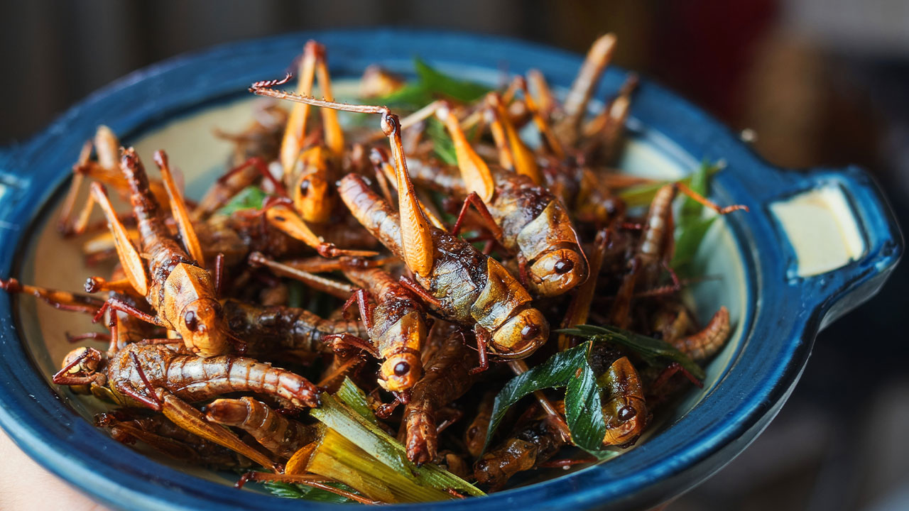 Can edible bugs solve the West's food shortage fears? | INTHEBLACK